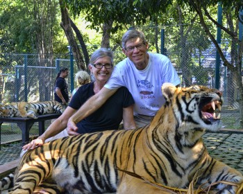 Up Close with Tigers at Tiger Kingdom in Chiang Mai, Thailand | Uneven ...