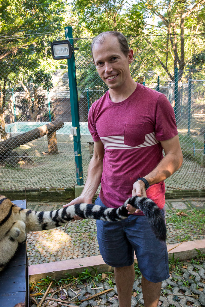 Up Close with Tigers at Tiger Kingdom in Chiang Mai, Thailand | Uneven ...