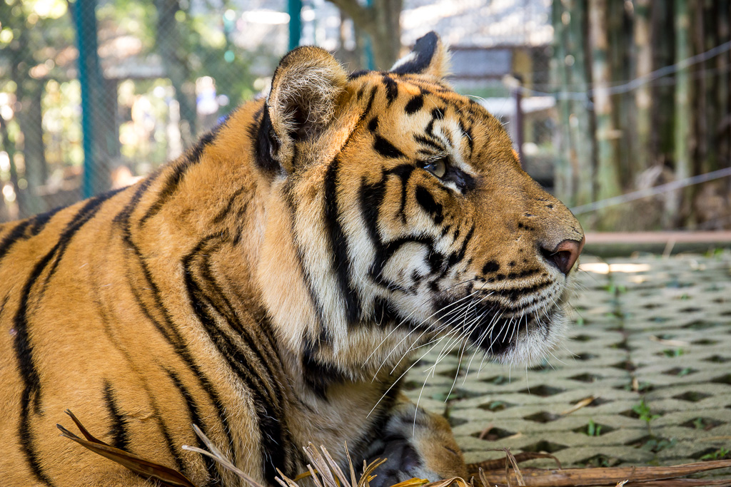 Up Close with Tigers at Tiger Kingdom in Chiang Mai, Thailand | Uneven ...