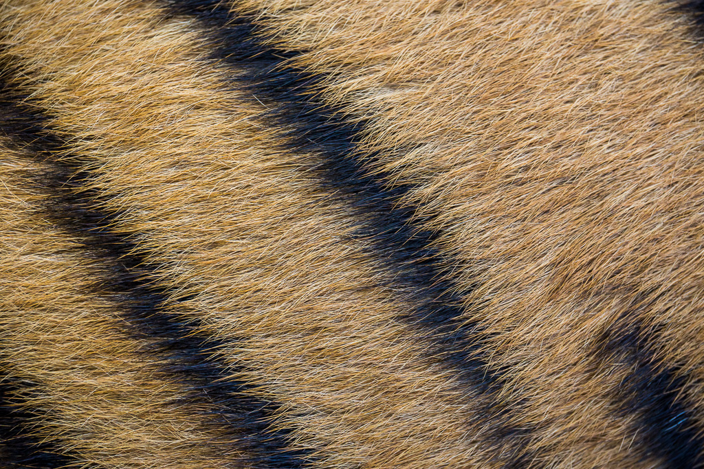 Up Close with Tigers at Tiger Kingdom in Chiang Mai, Thailand | Uneven ...