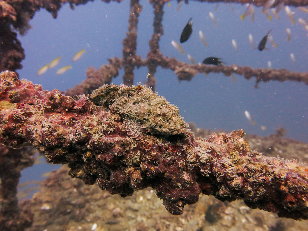 Millions of Fish At a Wreck Dive in Phi Phi Island, Thailand | Uneven ...